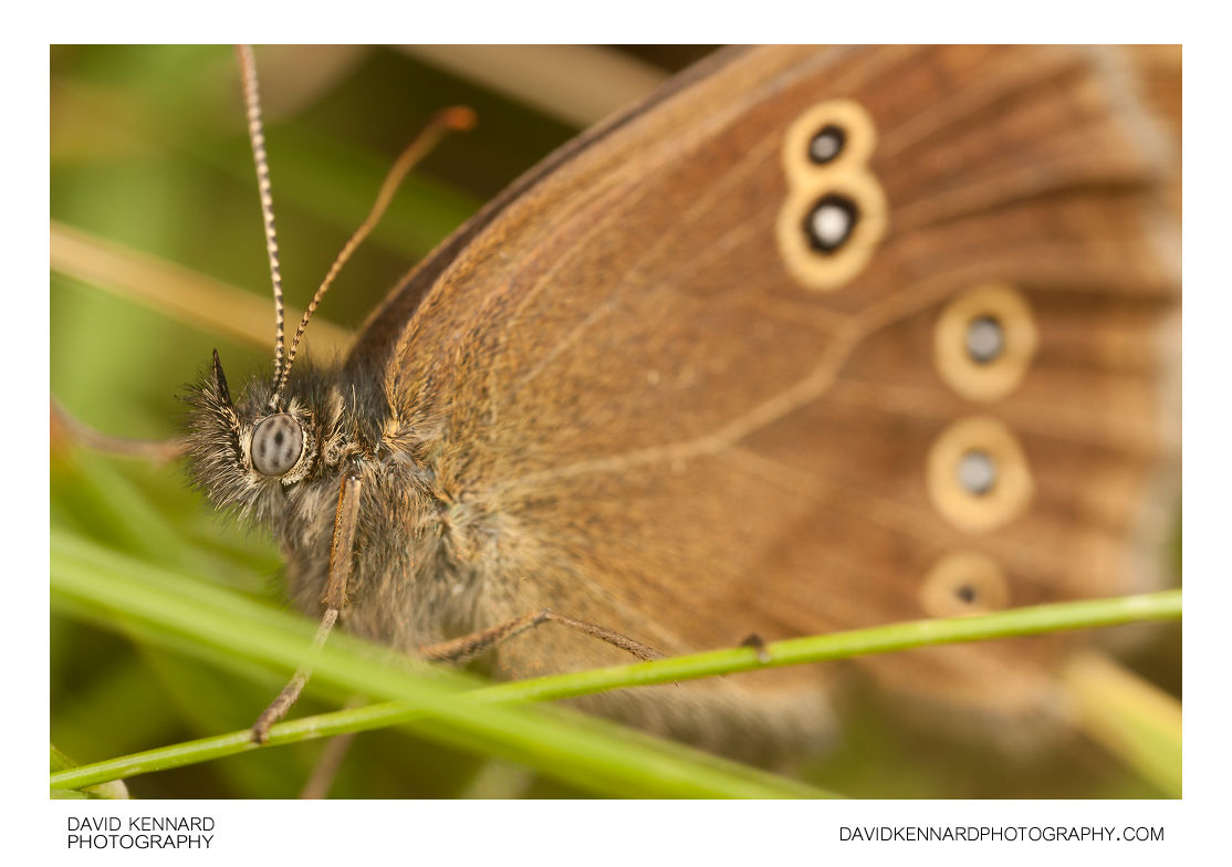 Ringlet (Aphantopus hyperantus) butterfly (VIII) · David Kennard ...