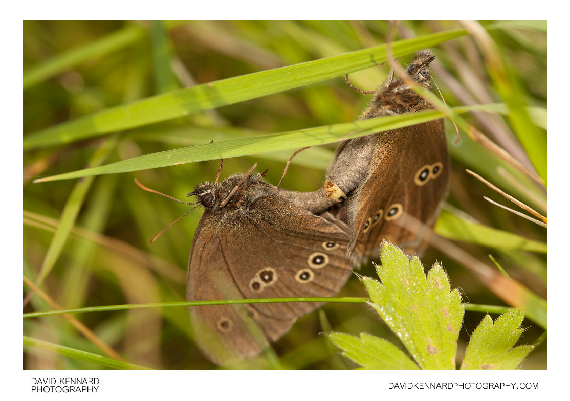 Ringlet (Aphantopus hyperantus) butterflies mating (II) · David Kennard ...