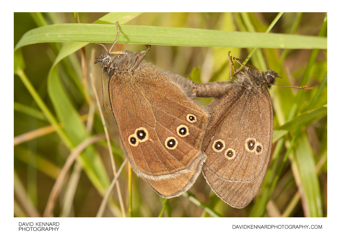 Ringlet (Aphantopus hyperantus) butterflies mating (III) · David ...
