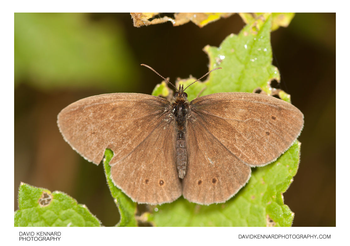 Ringlet (Aphantopus hyperantus) butterfly (XII) · David Kennard Photography