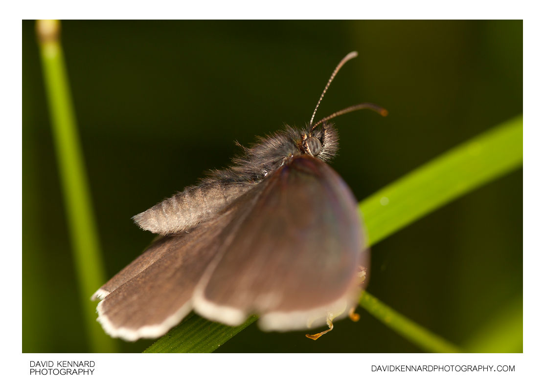 Ringlet (Aphantopus hyperantus) butterfly (XIV) · David Kennard Photography