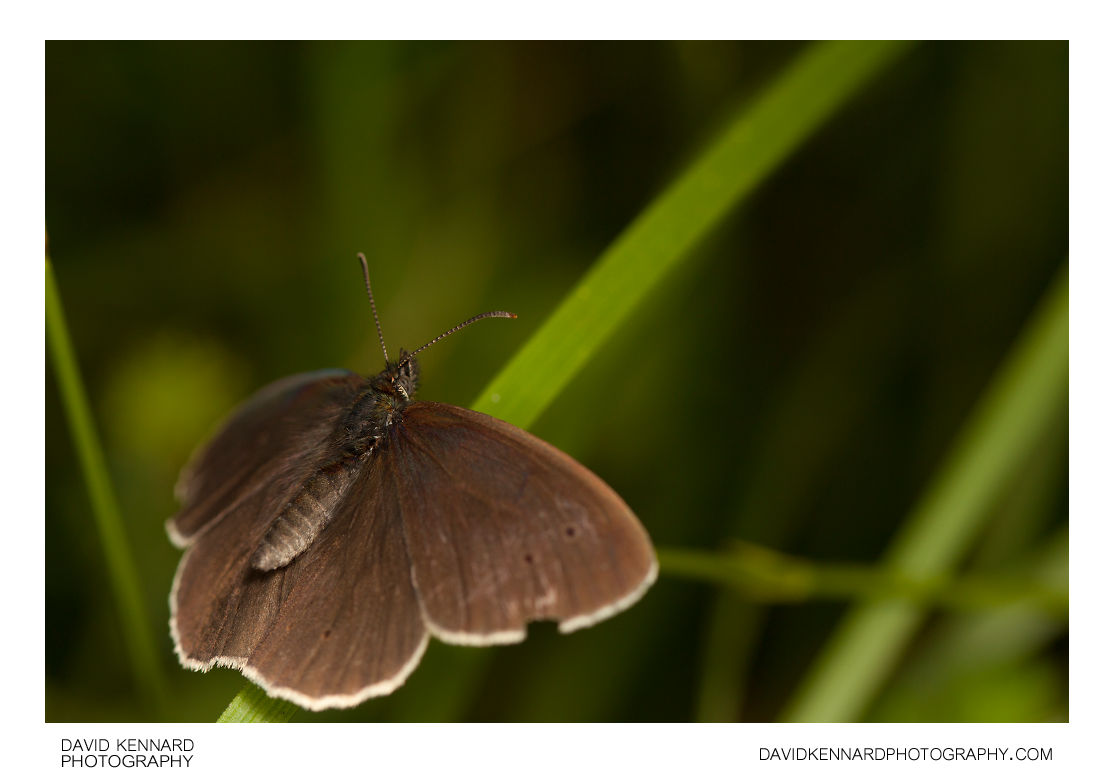 Ringlet (Aphantopus hyperantus) butterfly (XV) · David Kennard Photography
