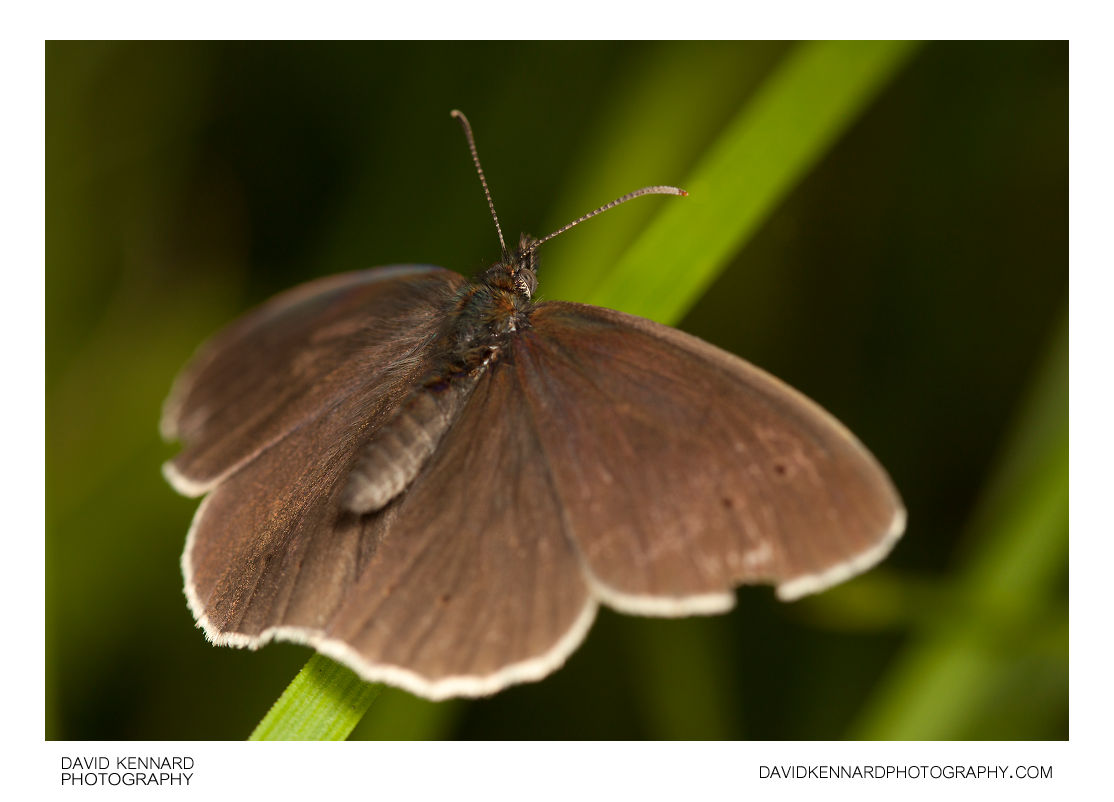 Ringlet (Aphantopus hyperantus) butterfly (XVI) · David Kennard Photography