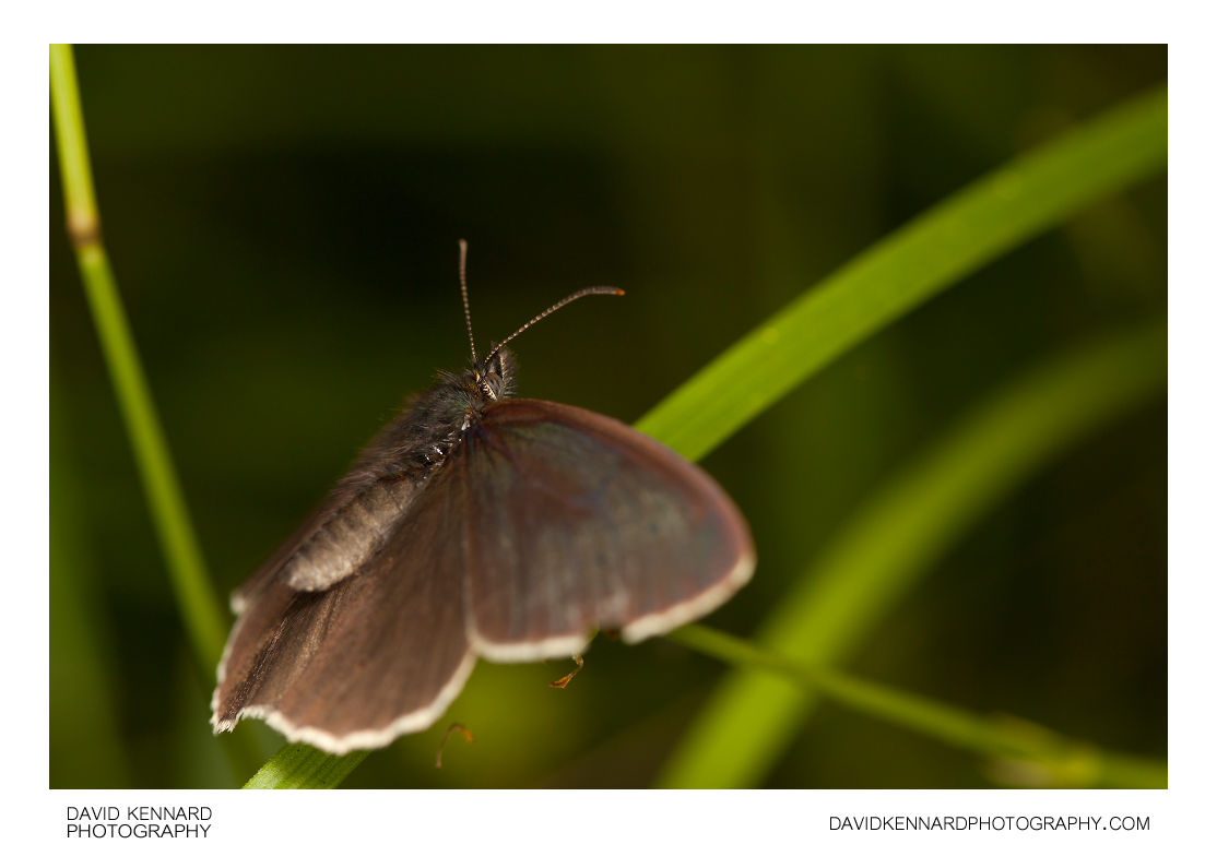 Ringlet (Aphantopus hyperantus) butterfly (XVII) · David Kennard ...