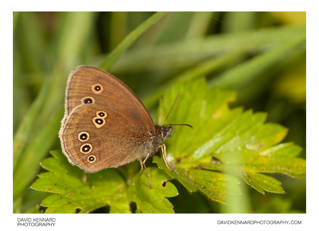 Ringlet (Aphantopus hyperantus) butterfly (XVIII) · David Kennard ...