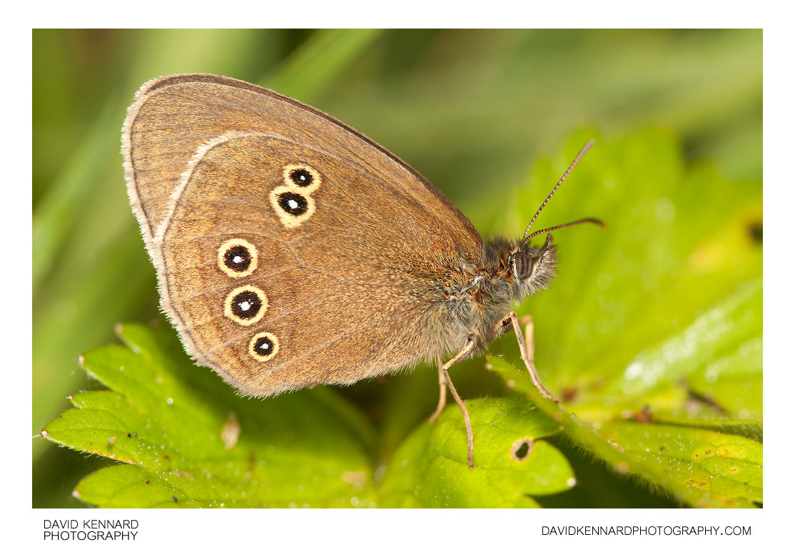 Ringlet (Aphantopus hyperantus) butterfly (XX) · David Kennard Photography