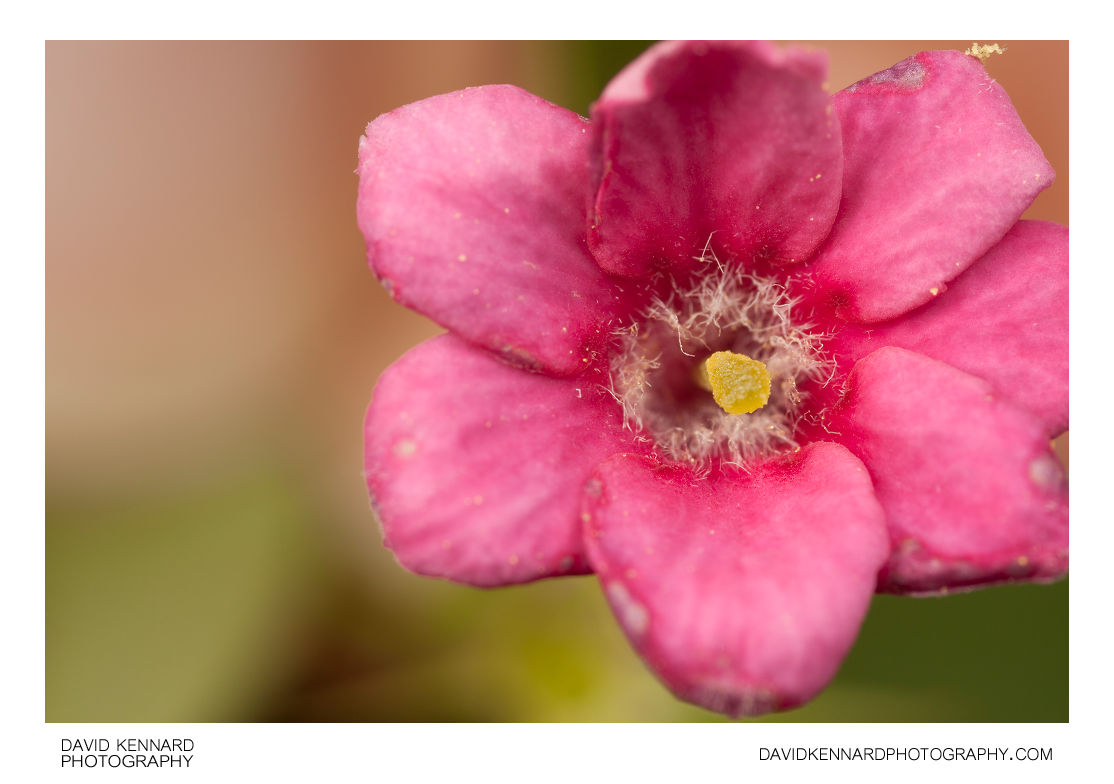 Red jasmine (Jasminum beesianum) flower (I) · David Kennard Photography