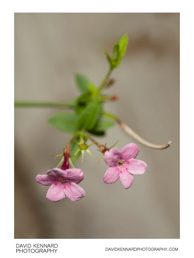 Red jasmine (Jasminum beesianum) flowers (I) · David Kennard Photography