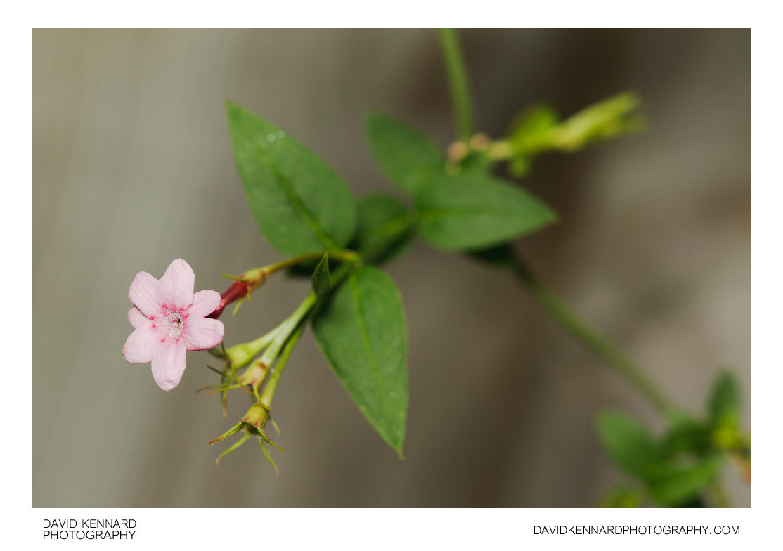 Red jasmine (Jasminum beesianum) (II) · David Kennard Photography