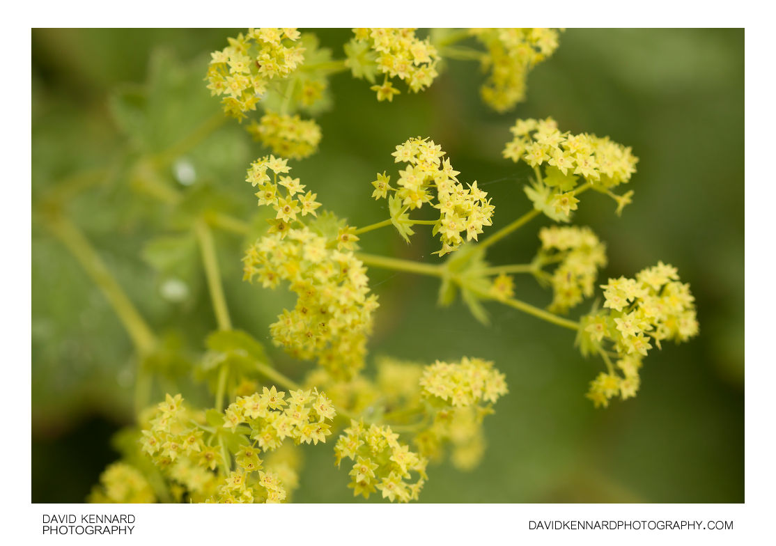 Lady's Mantle (Alchemilla mollis) flowers · David Kennard Photography