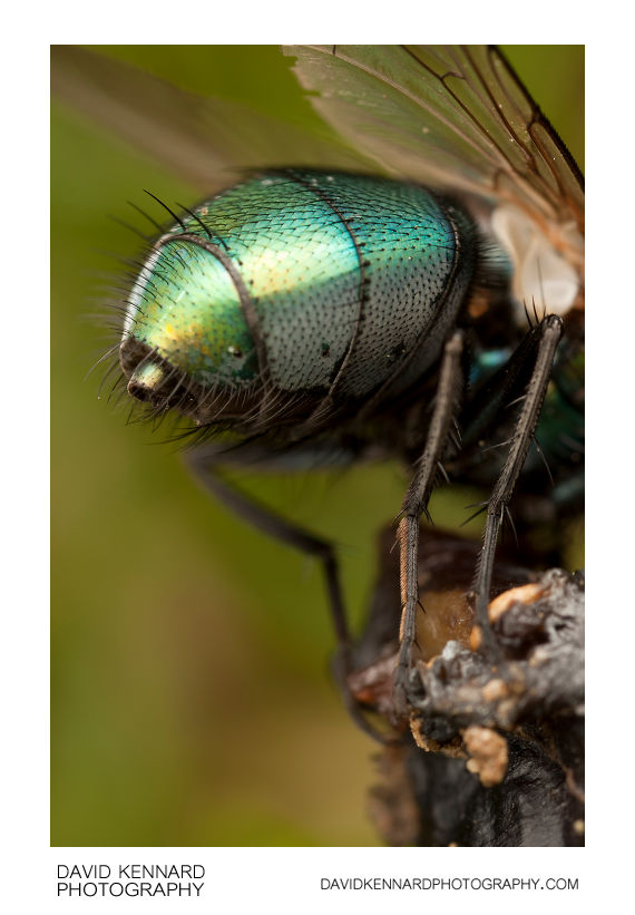 Green-bottle fly (Lucilia sp.) abdomen (I) · David Kennard Photography