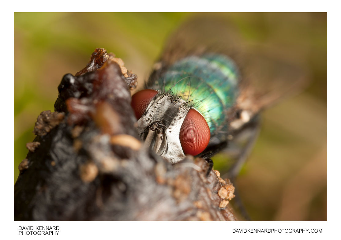 Green-bottle fly (Lucilia sp.) (VI) · David Kennard Photography