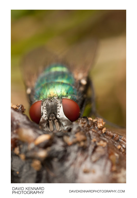 Green-bottle fly (Lucilia sp.) (VII) · David Kennard Photography