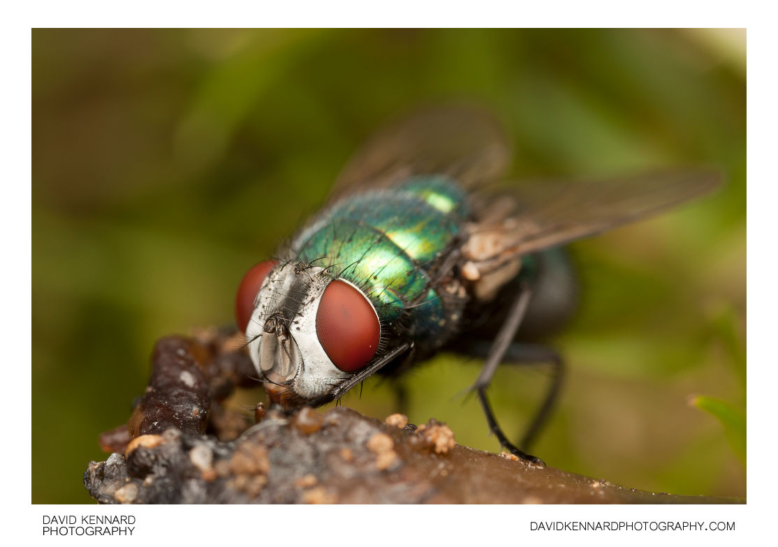 Green-bottle fly (Lucilia sp.) (IX) · David Kennard Photography