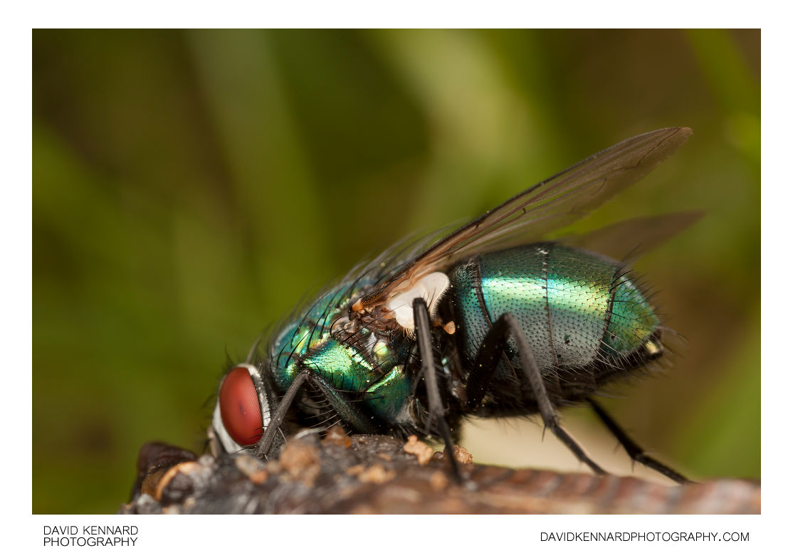 Green-bottle fly (Lucilia sp.) (XIII) · David Kennard Photography