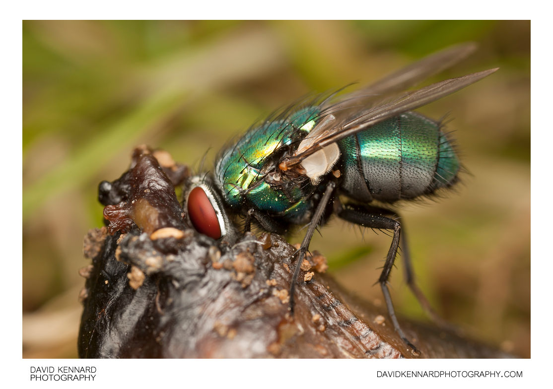 Green-bottle fly (Lucilia sp.) (XV) · David Kennard Photography