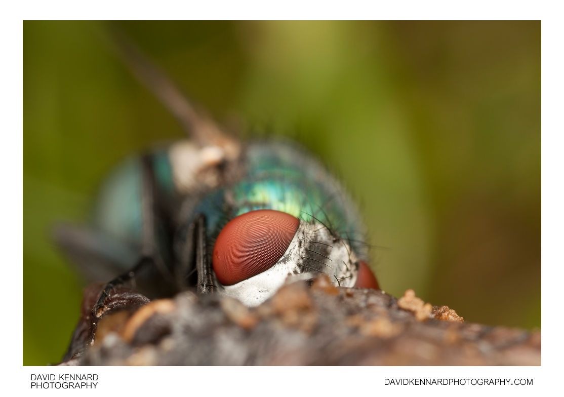 Green-bottle fly (Lucilia sp.) (XVIII) · David Kennard Photography