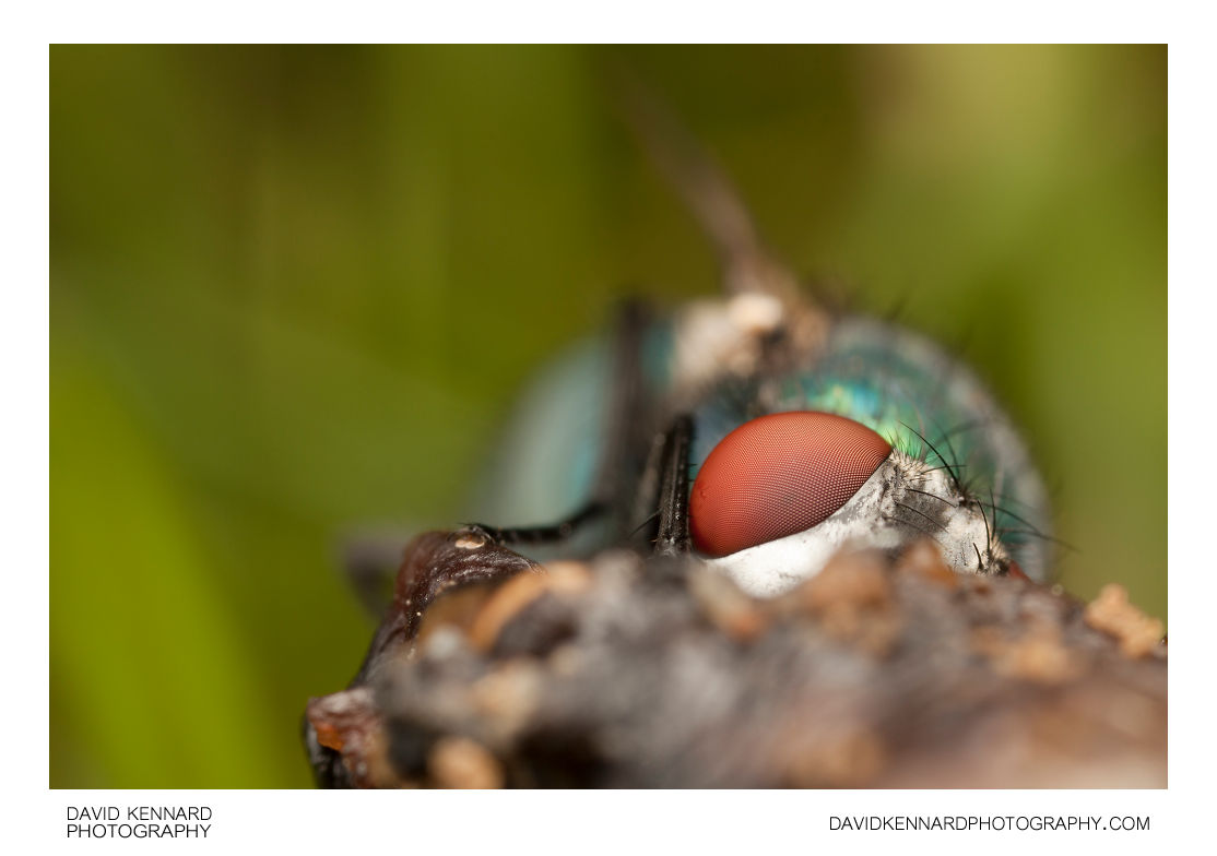 Green-bottle fly (Lucilia sp.) (XX) · David Kennard Photography