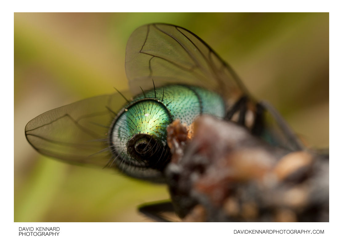 Green-bottle fly (Lucilia sp.) abdomen (II) · David Kennard Photography