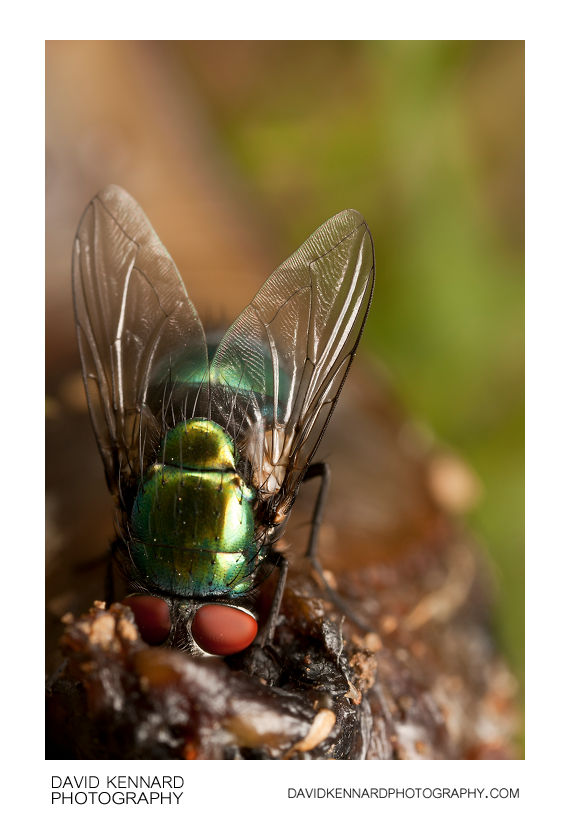 Green-bottle fly (Lucilia sp.) (XXIX) · David Kennard Photography
