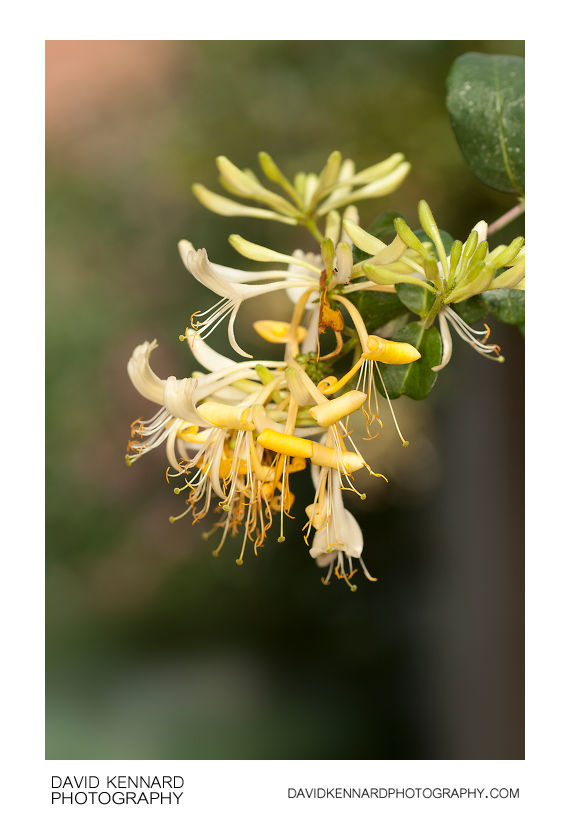 Lonicera periclymenum 'Graham Thomas' (I) · David Kennard Photography