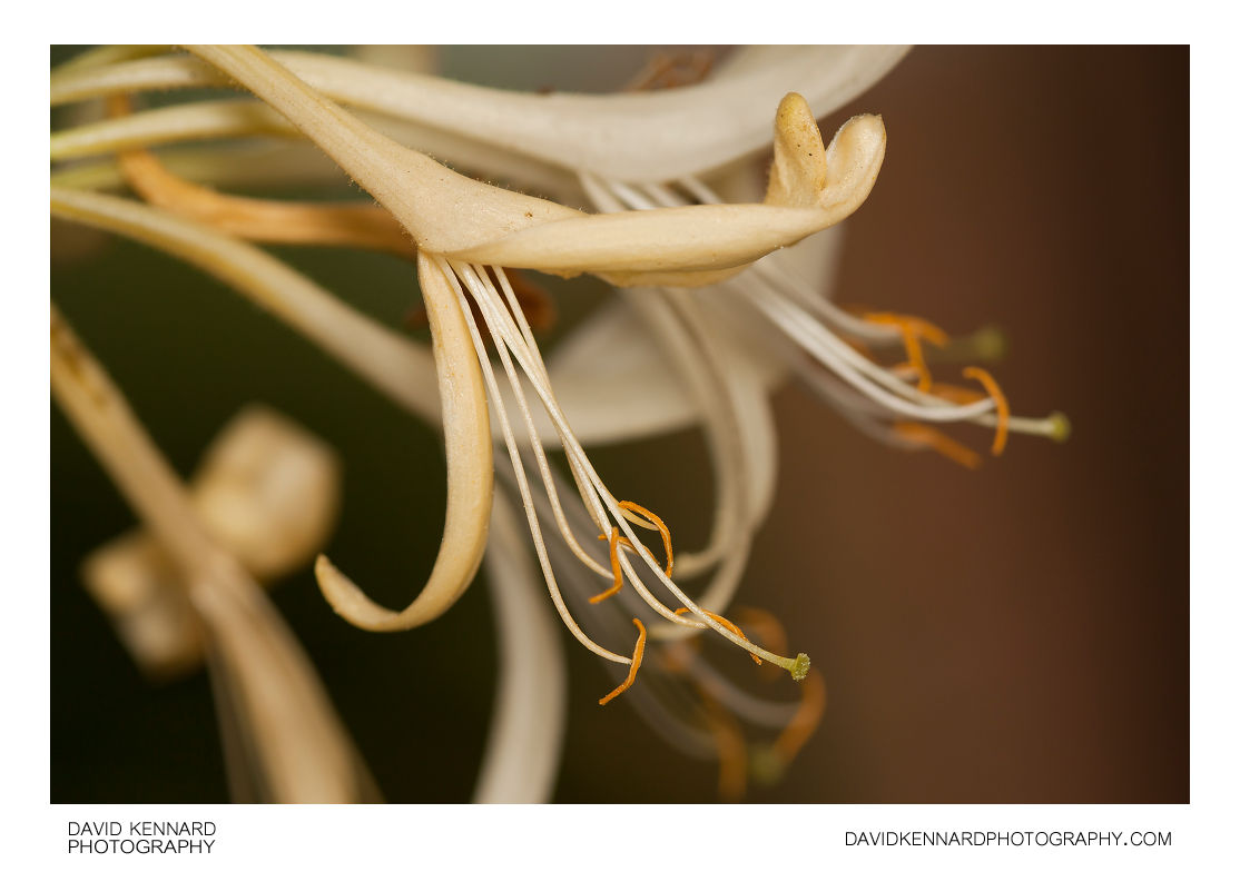 Lonicera periclymenum 'Graham Thomas' (IV) · David Kennard Photography