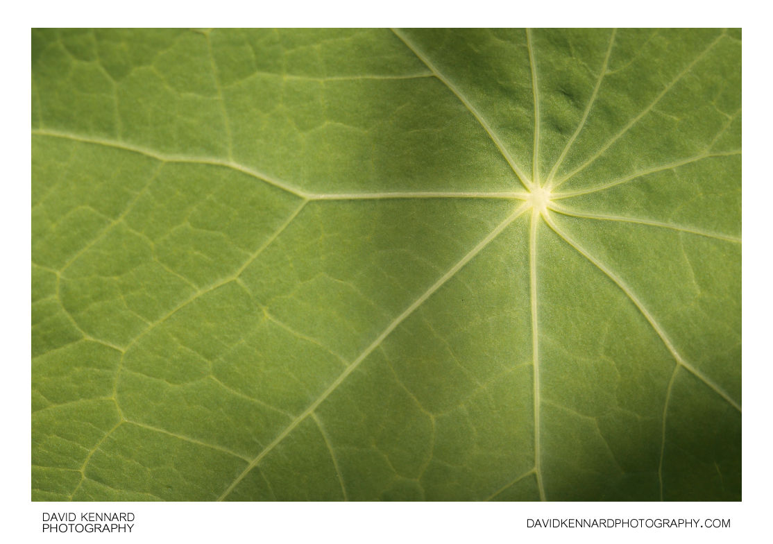 Nasturtium 'Tom Thumb' (VII) · David Kennard Photography