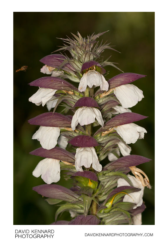 Spine acanthus (Acanthus spinosus) (I) · David Kennard Photography