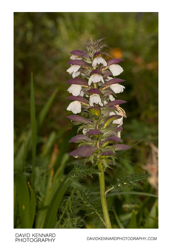 Spine acanthus (Acanthus spinosus) (II) · David Kennard Photography