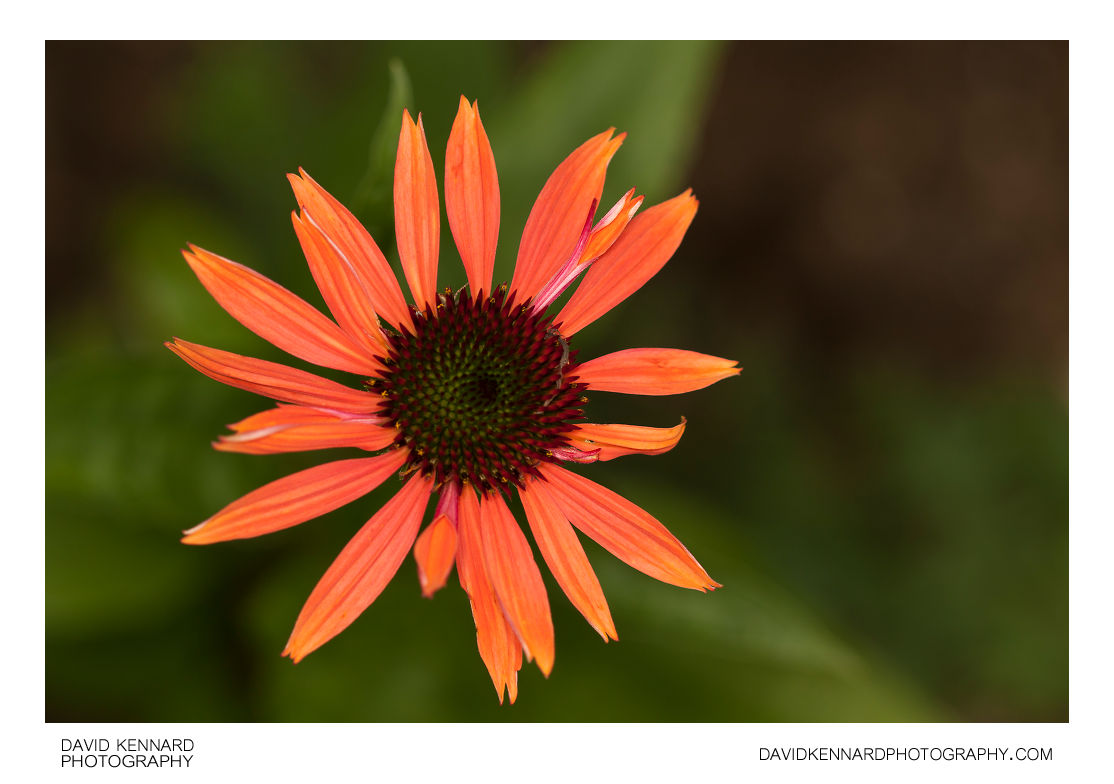 Echinacea purpurea 'Sunset' · David Kennard Photography