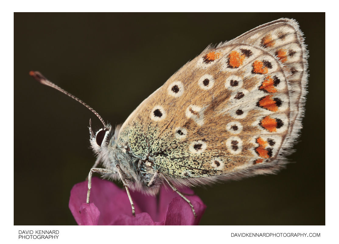 Common Blue butterfly - Polyommatus icarus (Female) (III) · David ...