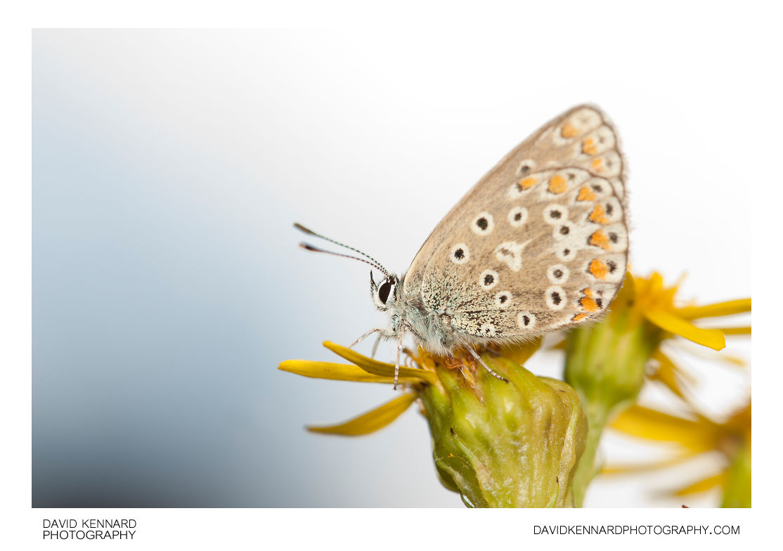 Common Blue butterfly - Polyommatus icarus (Female) (V) · David Kennard ...