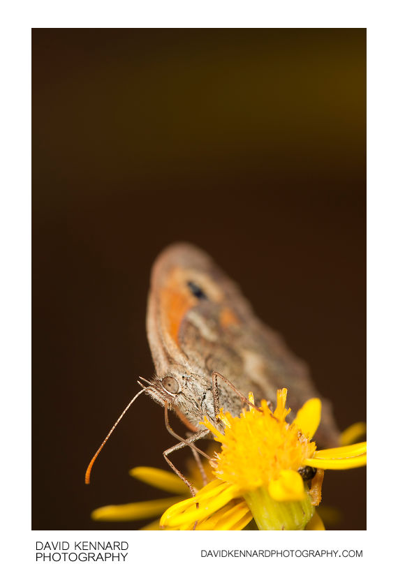 Gatekeeper butterfly (Pyronia tithonus) (I) · David Kennard Photography