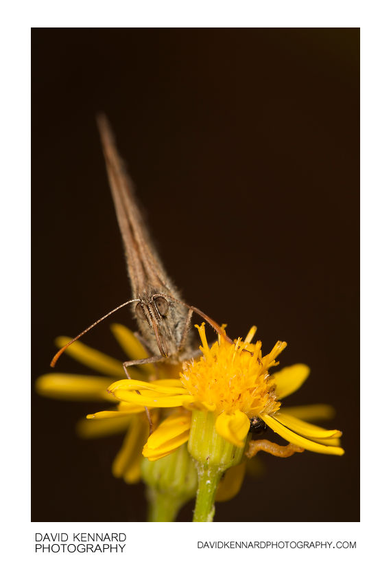 Gatekeeper butterfly (Pyronia tithonus) (II) · David Kennard Photography