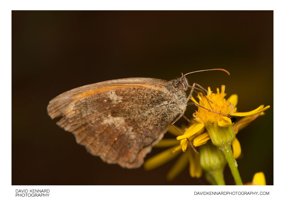 Gatekeeper butterfly (Pyronia tithonus) (IV) · David Kennard Photography