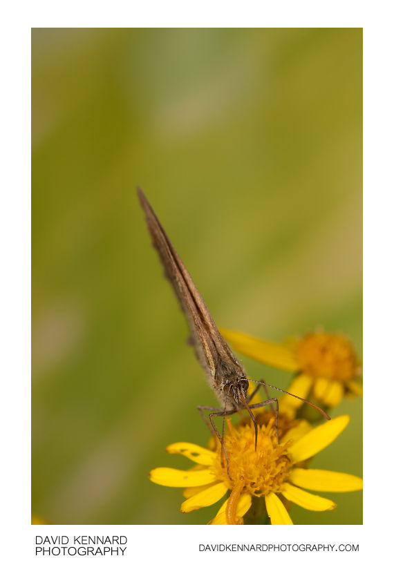Gatekeeper butterfly (Pyronia tithonus) (VI) · David Kennard Photography