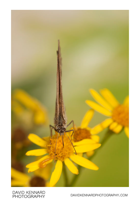 Gatekeeper butterfly (Pyronia tithonus) (VII) · David Kennard Photography