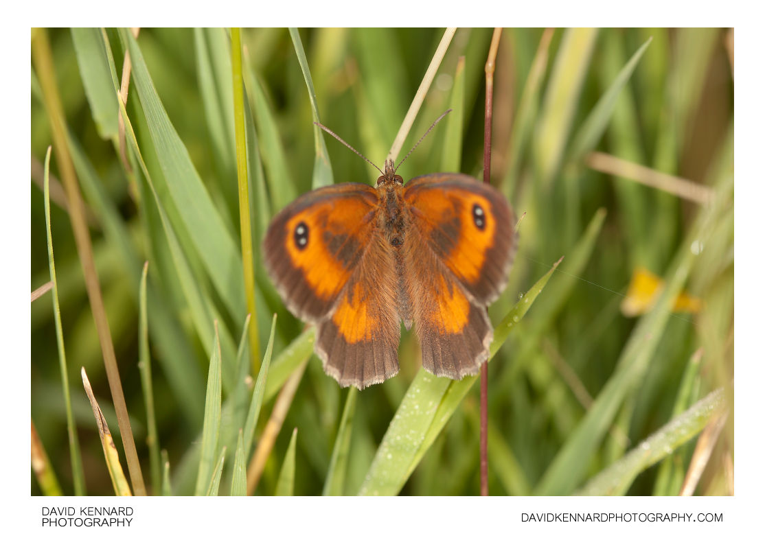 Gatekeeper (Pyronia tithonus) butterfly (III) · David Kennard Photography