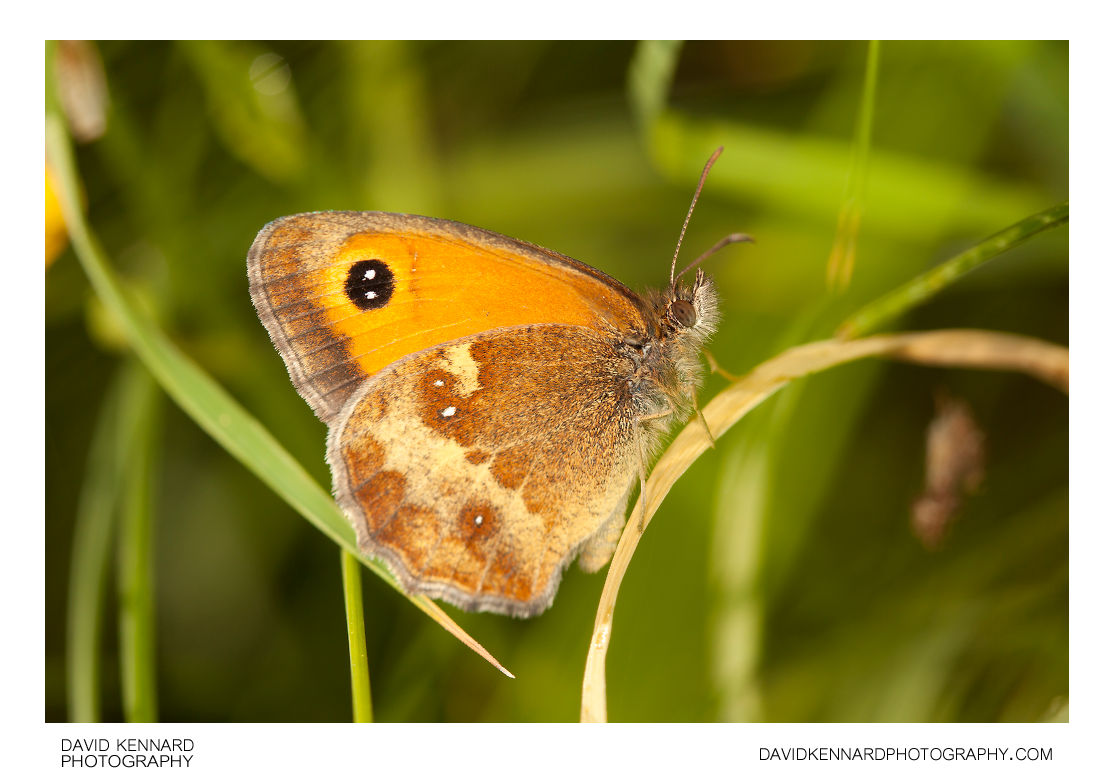 Gatekeeper (Pyronia tithonus) butterfly (IV) · David Kennard Photography