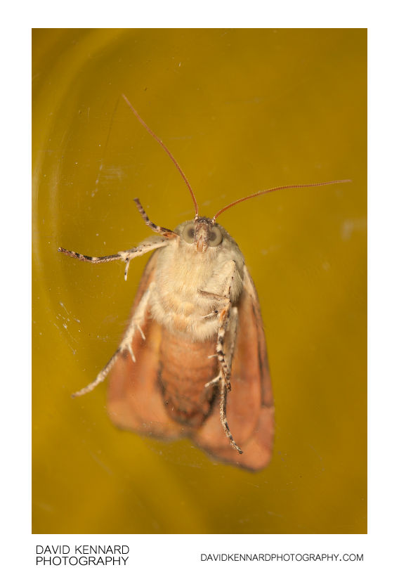 Lesser Broad-bordered Yellow Underwing moth (Noctua janthe) (II ...