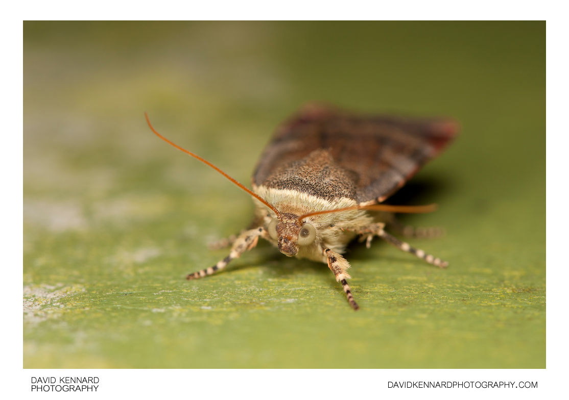 Lesser Broad-bordered Yellow Underwing moth (Noctua janthe) (VI ...