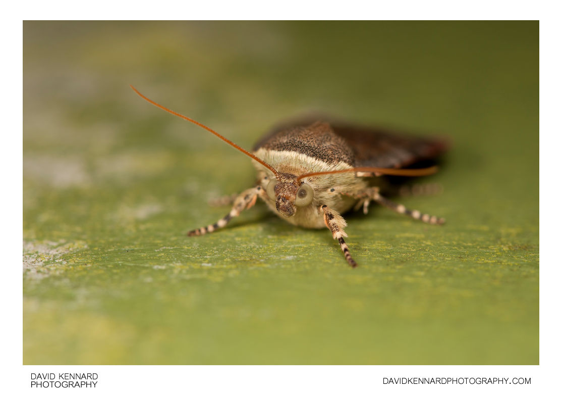Lesser Broad-bordered Yellow Underwing moth (Noctua janthe) (VII ...