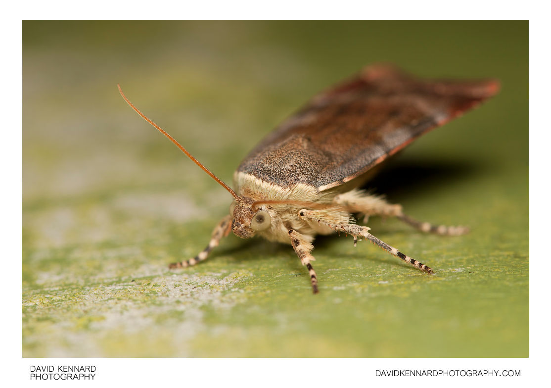 Lesser Broad-bordered Yellow Underwing moth (Noctua janthe) (VIII ...