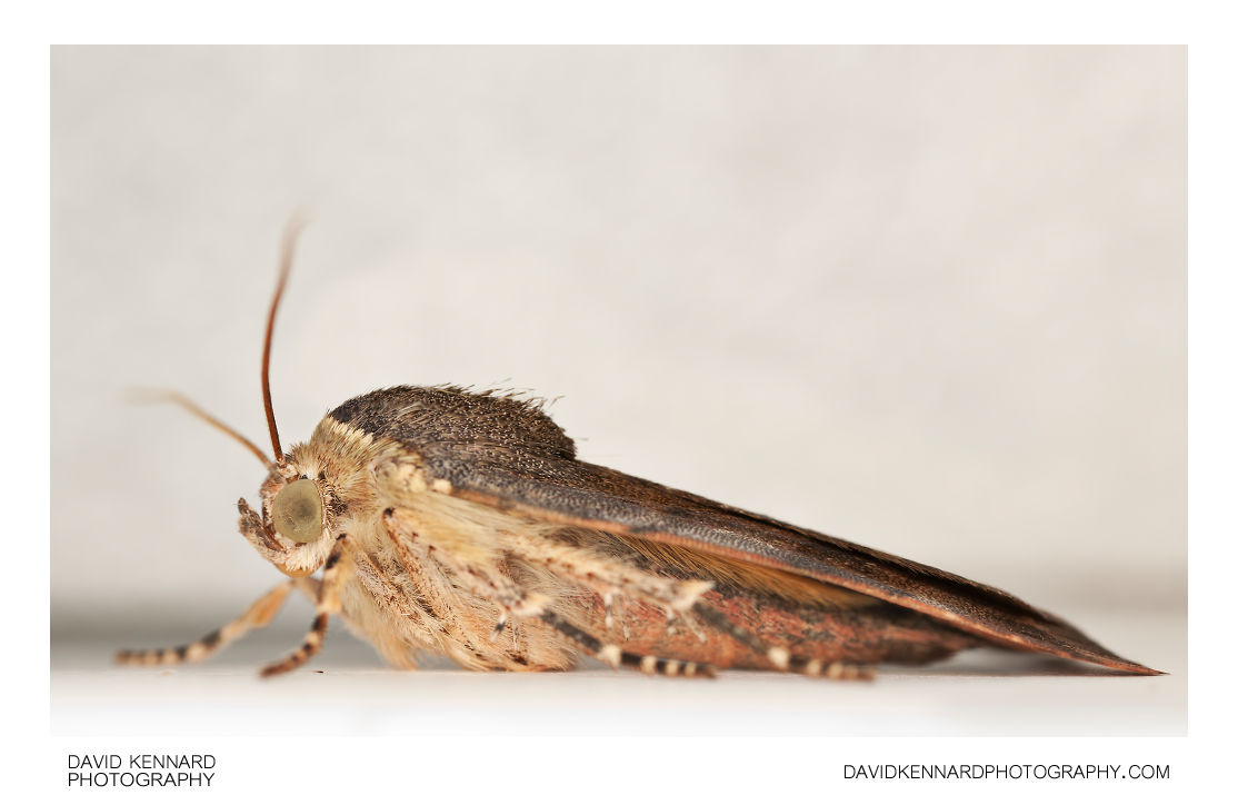 Lesser Broad-bordered Yellow Underwing moth (Noctua janthe) (IX ...