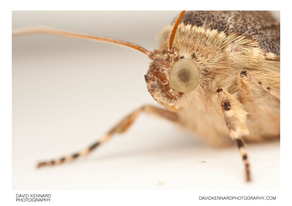 Lesser Broad-bordered Yellow Underwing moth (Noctua janthe) (X) · David ...