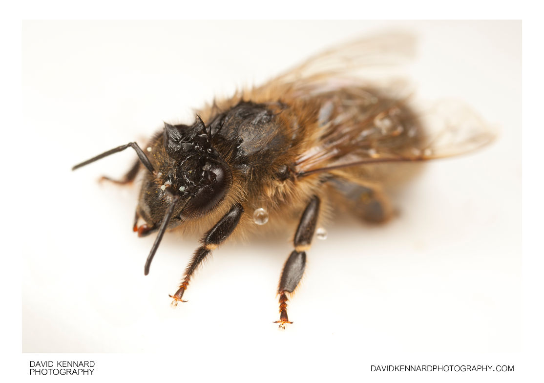 Wet European honey bee (Apis mellifera) (II) · David Kennard Photography Wet European honey bee (Apis mellifera) (II) · David Kennard Photography