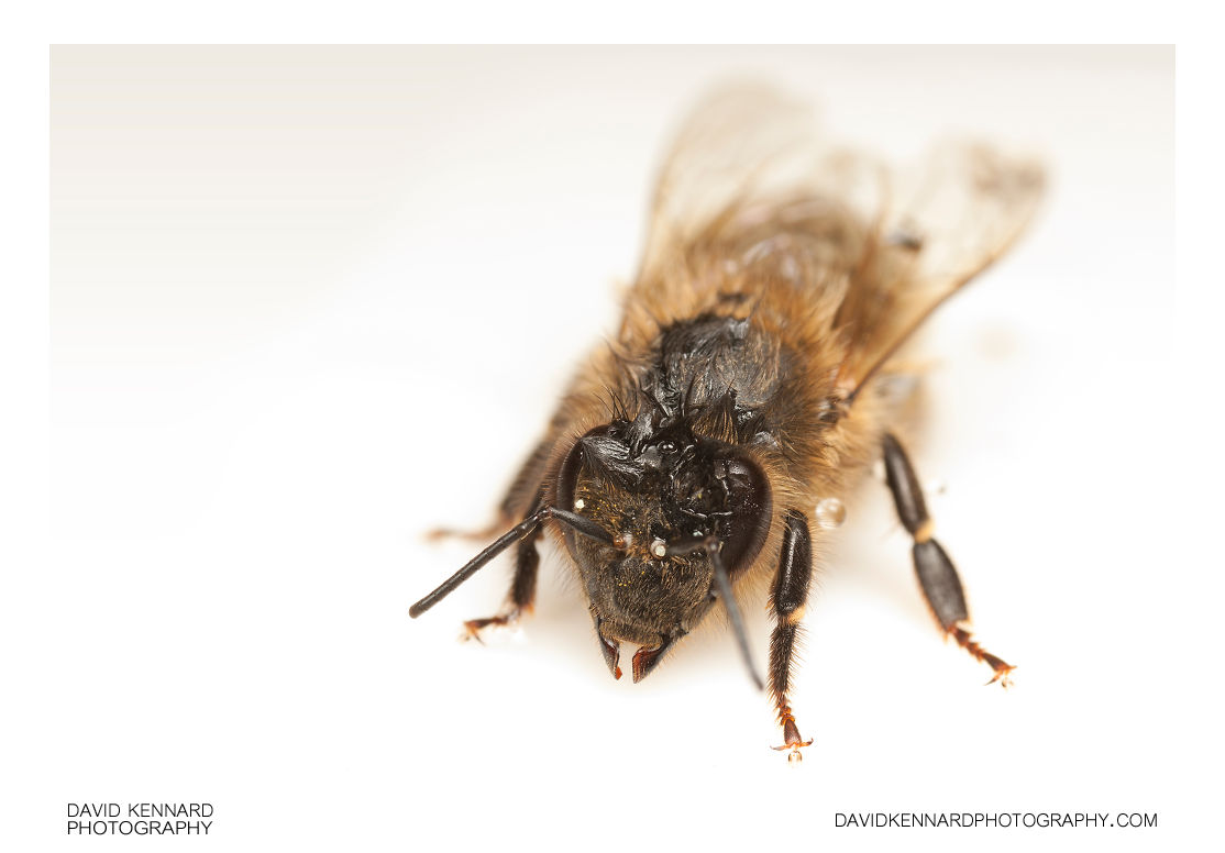 Wet European honey bee (Apis mellifera) (III) · David Kennard Photography