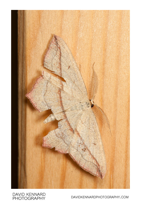 Blood-vein moth (Timandra comae) (I) · David Kennard Photography