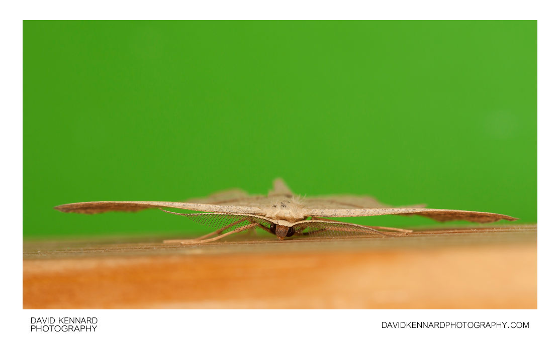Blood-vein moth (Timandra comae) (II) · David Kennard Photography