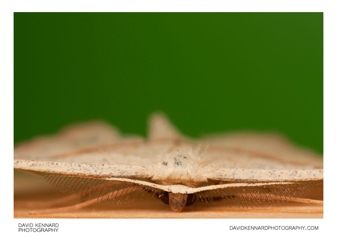 Blood-vein moth (Timandra comae) (III) · David Kennard Photography